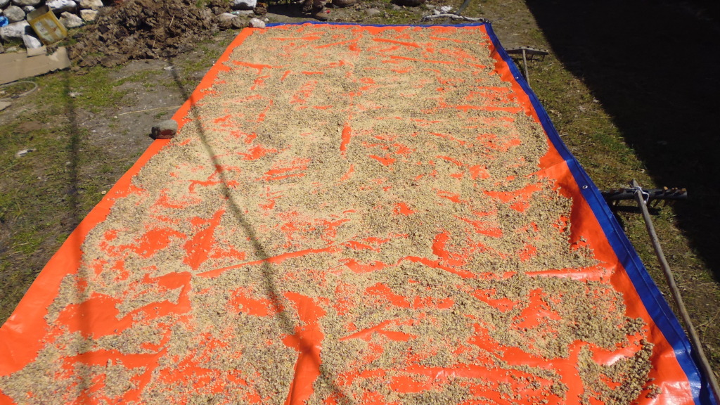 Drying Potatoes | The Trek to Everest Base Camp